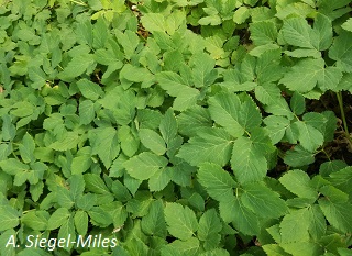 Connecticut Invasive Plant List | Connecticut Invasive Plant Working Group