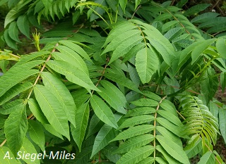 Connecticut Invasive Plant List | Connecticut Invasive Plant Working Group