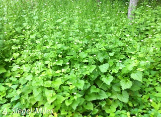 Connecticut Invasive Plant List | Connecticut Invasive Plant Working Group