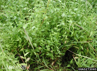 Connecticut Invasive Plant List | Connecticut Invasive Plant Working Group