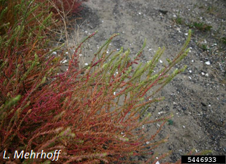 Connecticut Invasive Plant List | Connecticut Invasive Plant Working Group