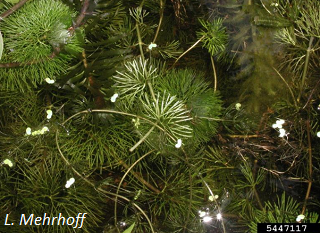 Connecticut Invasive Plant List | Connecticut Invasive Plant Working Group