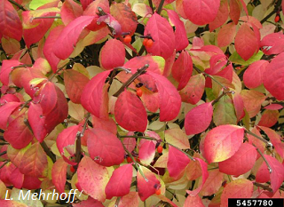 Connecticut Invasive Plant List | Connecticut Invasive Plant Working Group