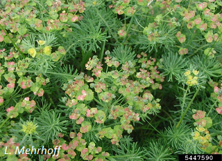 Connecticut Invasive Plant List | Connecticut Invasive Plant Working Group