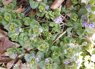 Connecticut Invasive Plant List | Connecticut Invasive Plant Working Group