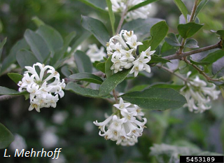 Connecticut Invasive Plant List | Connecticut Invasive Plant Working Group