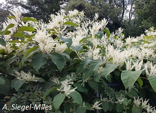 Connecticut Invasive Plant List | Connecticut Invasive Plant Working Group