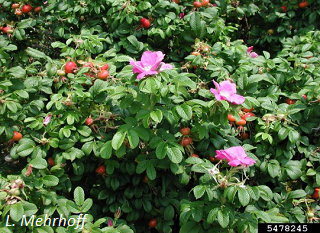 Connecticut Invasive Plant List | Connecticut Invasive Plant Working Group