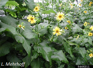 Connecticut Invasive Plant List | Connecticut Invasive Plant Working Group