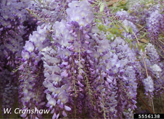 Connecticut Invasive Plant List | Connecticut Invasive Plant Working Group